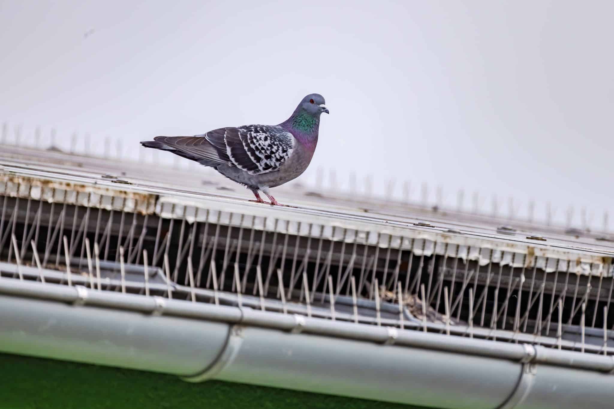 Las Vegas Solar Panel Bird Proofing And Guards Near Me